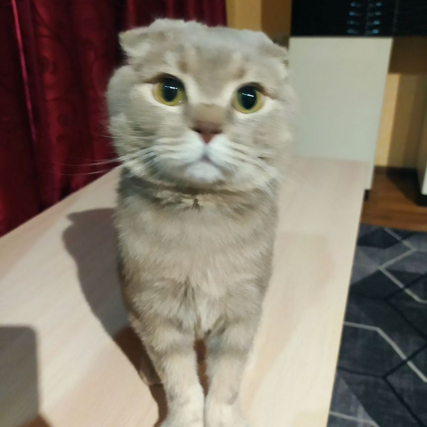 Котик в хорошие руки