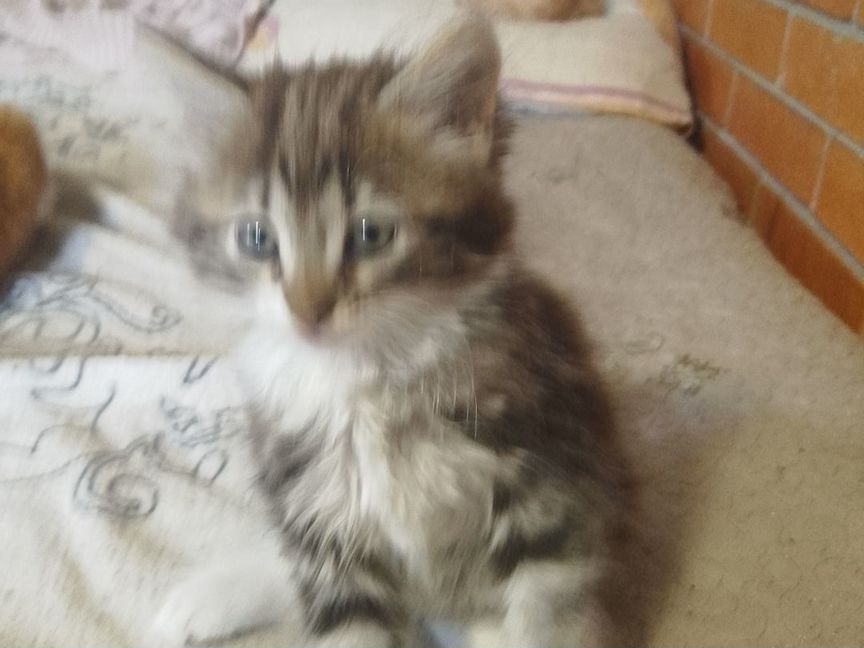 Продаются котята