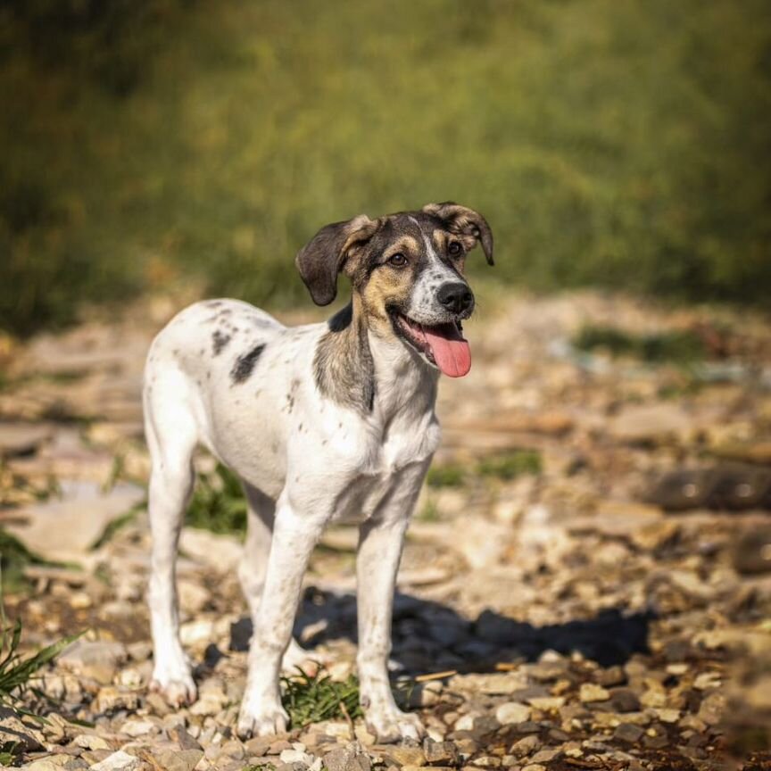 Щенки в добрые руки
