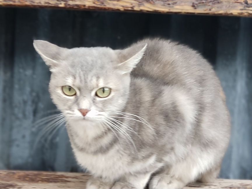 Опг "Свободненские"