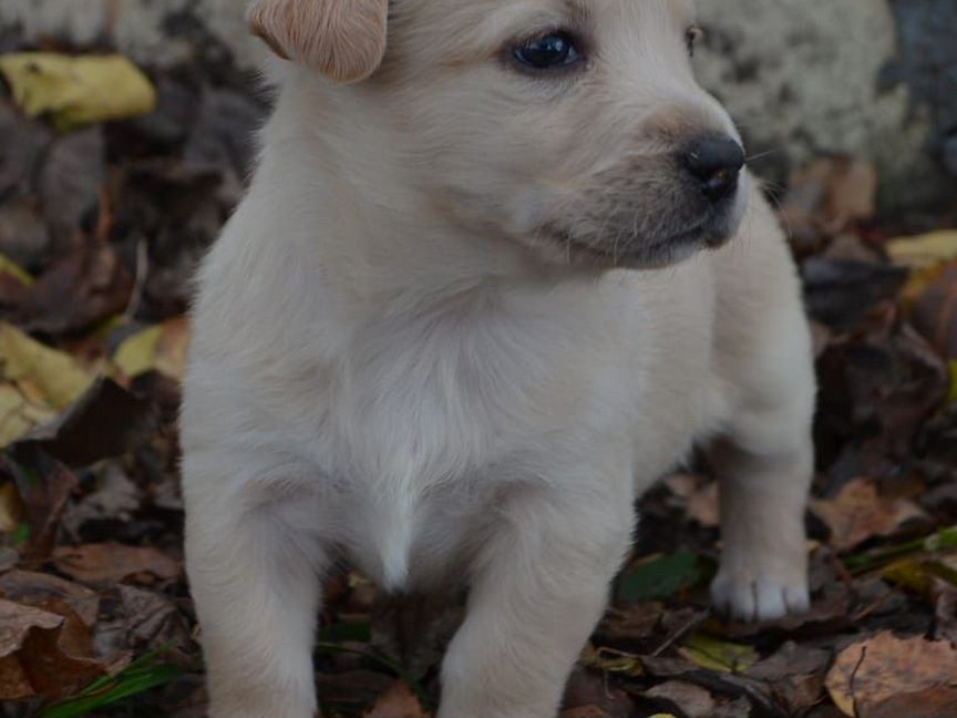Щенки в добрые руки