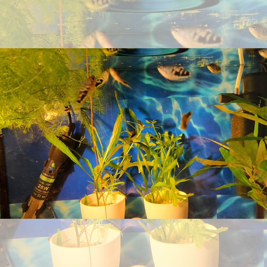 Гурами мраморный