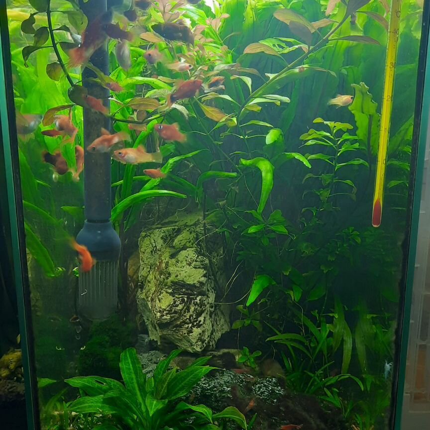 Аквариумы в полной комплектации на продажу