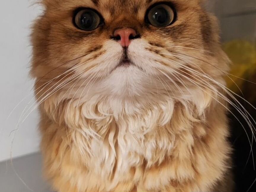 Скотиш страйт вязка