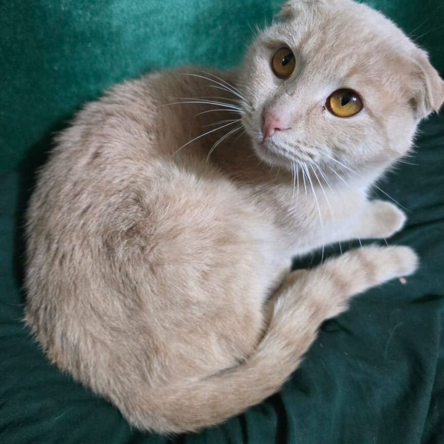 Шотландский вислоухий золотоглазый мальчишка