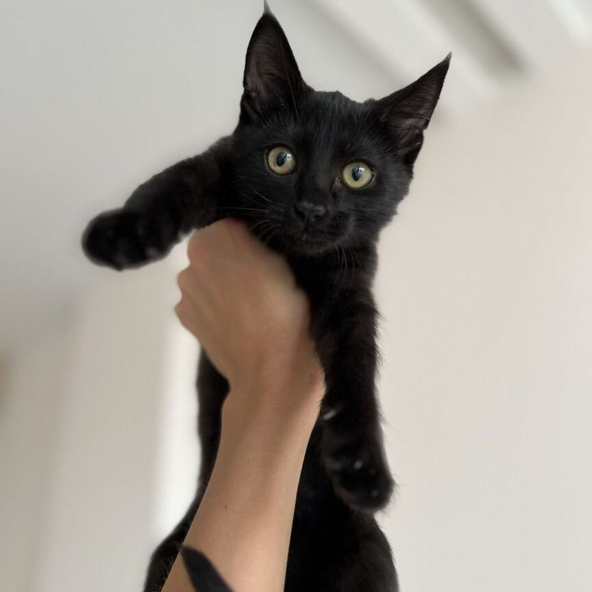 Котенок в добрые руки (девочка)