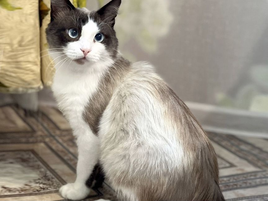 Красивый котик в добрые руки