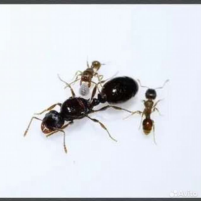 Муравьи для муравьиной фермы