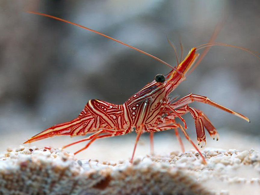 Криветка верблюд для морского аквариума