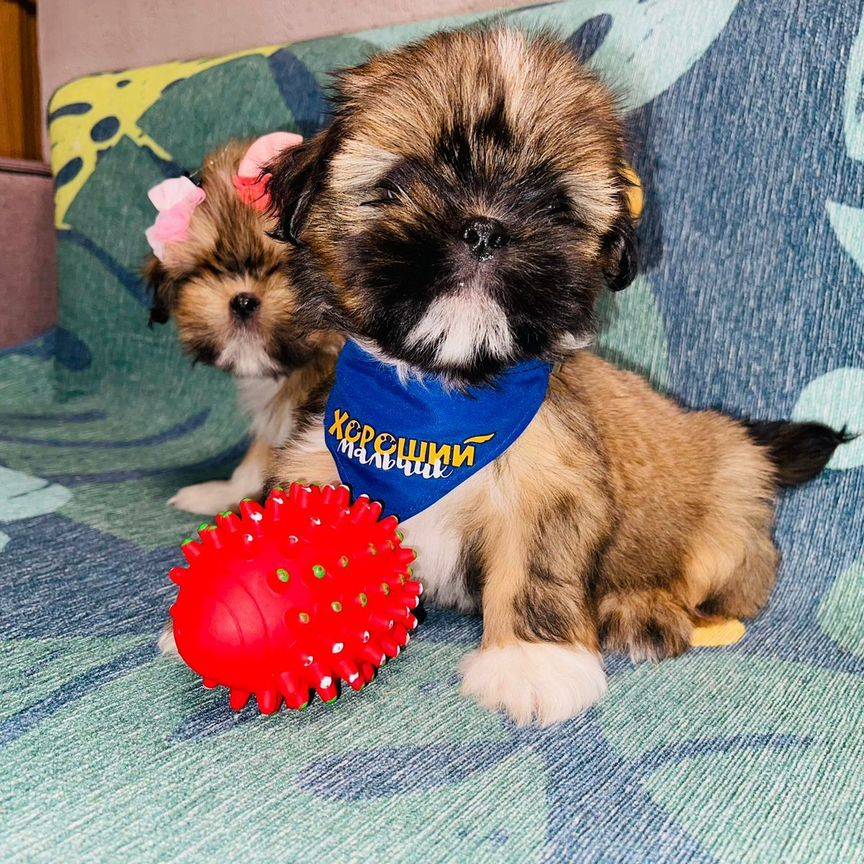 Золотые и шоколадные детки