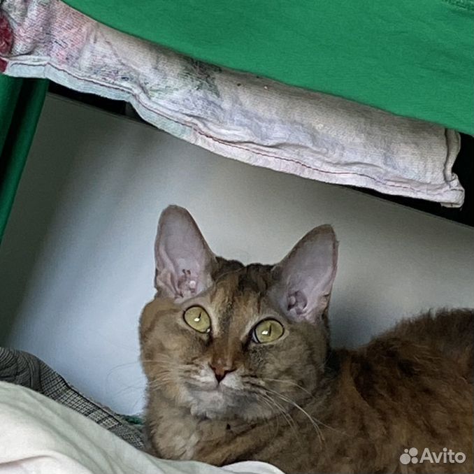 Кошка сфинкс бесплатно