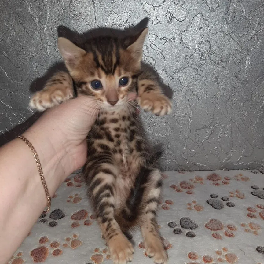 Бенгальские чистокровные котятки