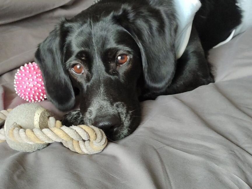 Собака ищет заботливых хозяев