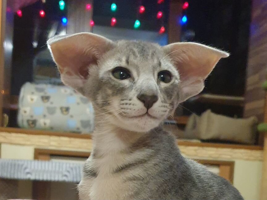 Ориентальный котик