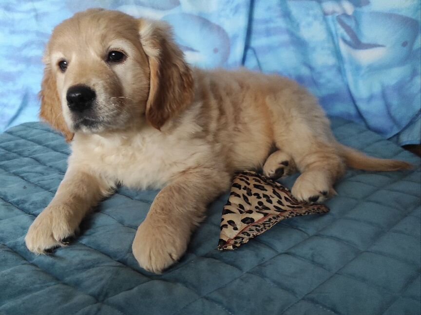 Щенки золотистого ретривера от чемпионов