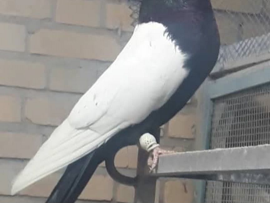 Иранский голубей бойни и игровые голубей под заказ