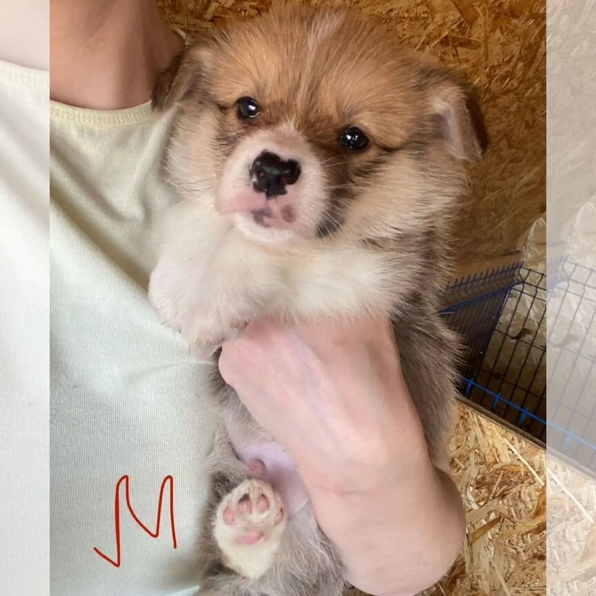 Вельш Корги Пемброк, щенок