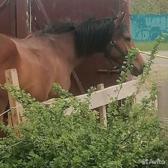 Арабские чистокровные лошади