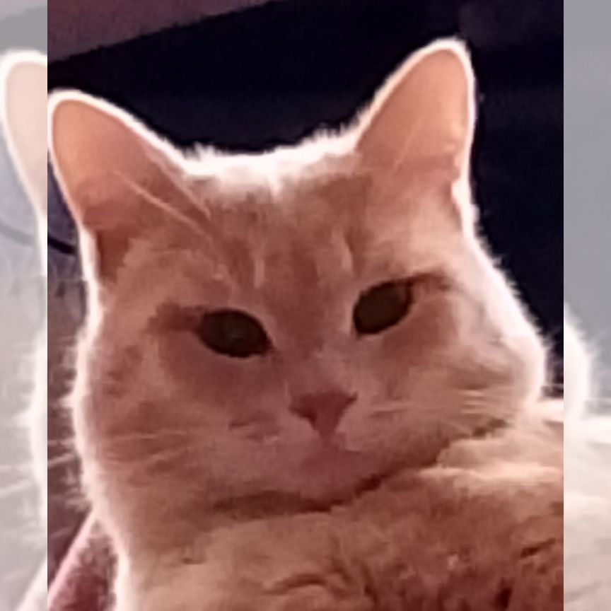 Взрослый кот от частного владельца