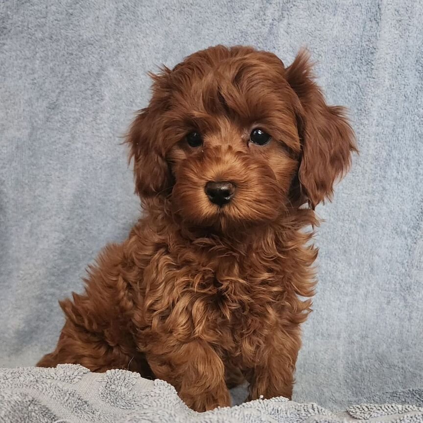 Мальтипу Ред браун