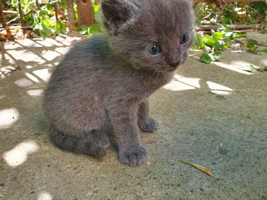 Котик. Похож на русскую голубую
