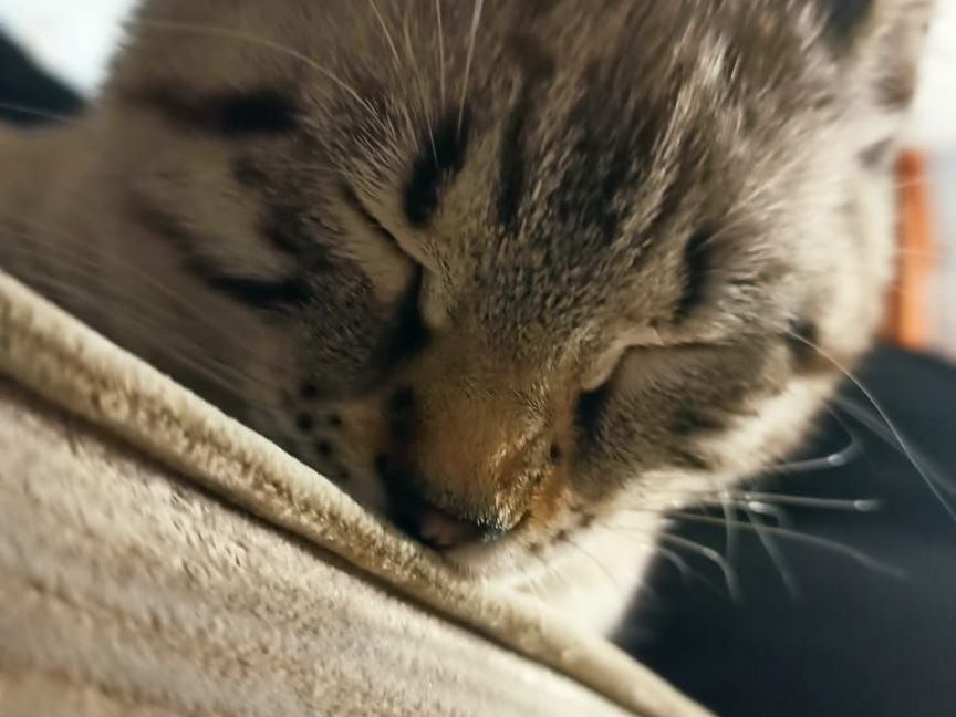Продаю котёнка 4 месяца мама бенгалка