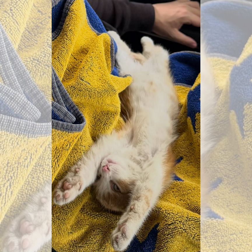 Котёнок в добрые руки