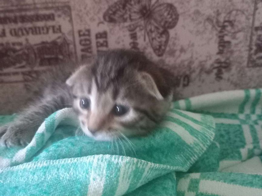 Кот на вязку