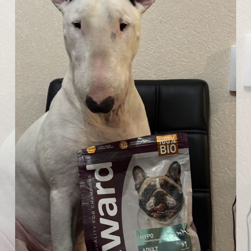 Корм Avard для собак