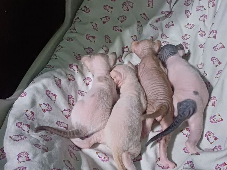 Котята Сфинкс готовятся к бронированию