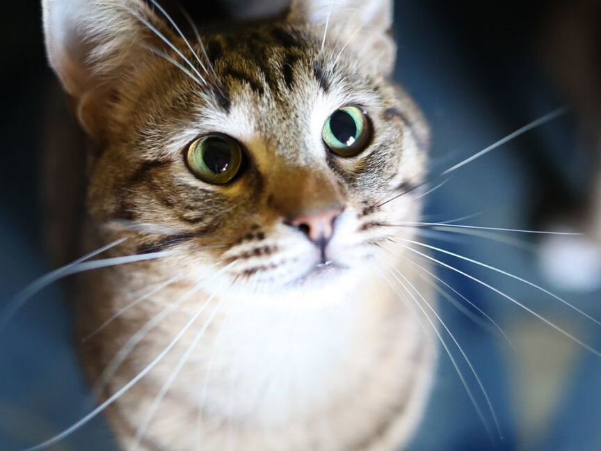 Кошка Мята отдаётся в заботливые руки