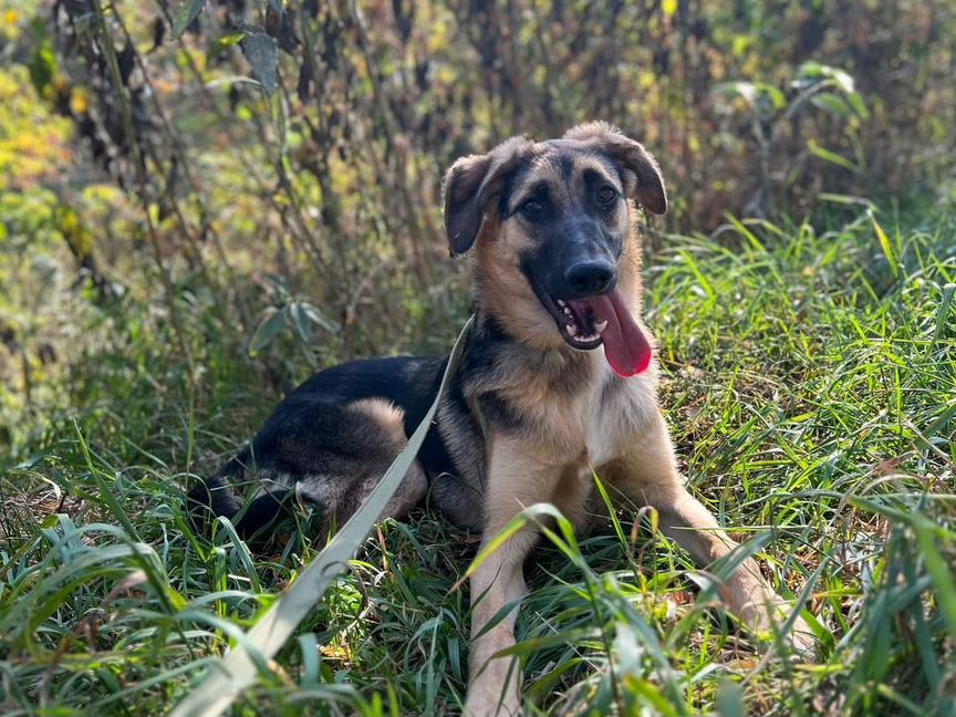 Щенок Джун ждёт вас в приюте