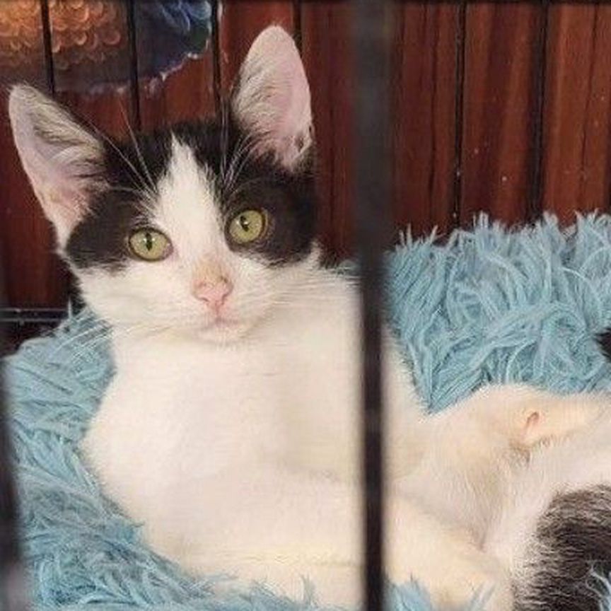 Заберите котёнка домой. Пожалуйста