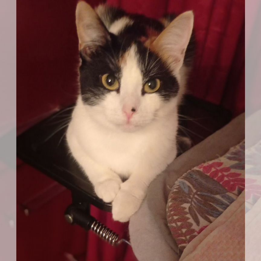 Трехцветная кошка в добрые руки