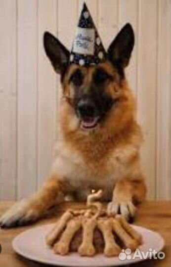 Немецкая овчарка