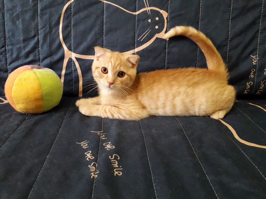 Котенок мальчик в хорошие руки