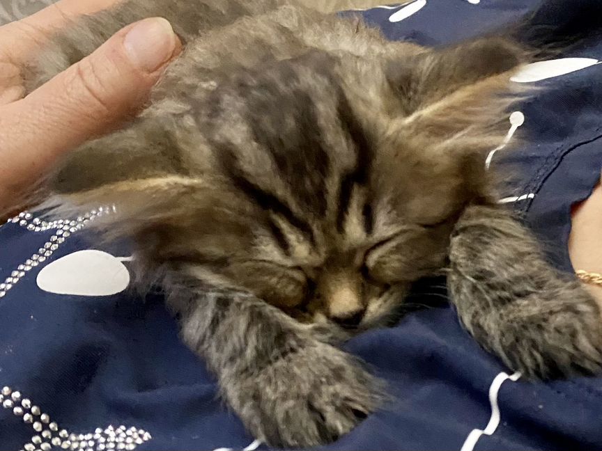 Котёнок мальчик