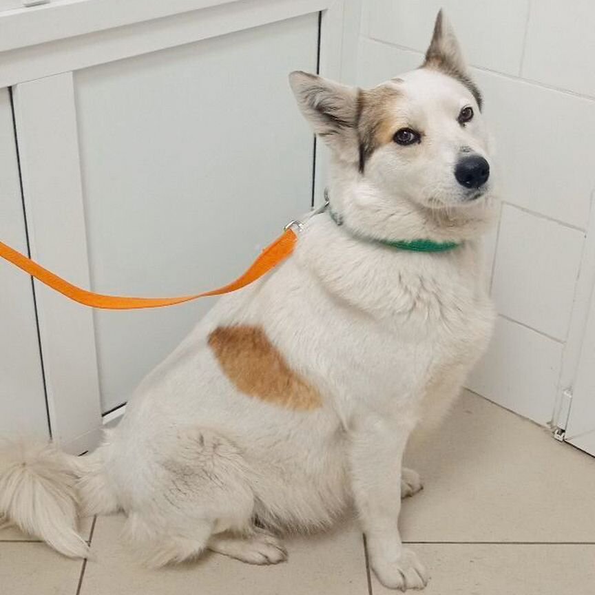 Собаке нужен дом