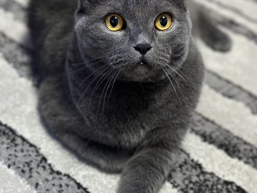 Британский вислоухий кот