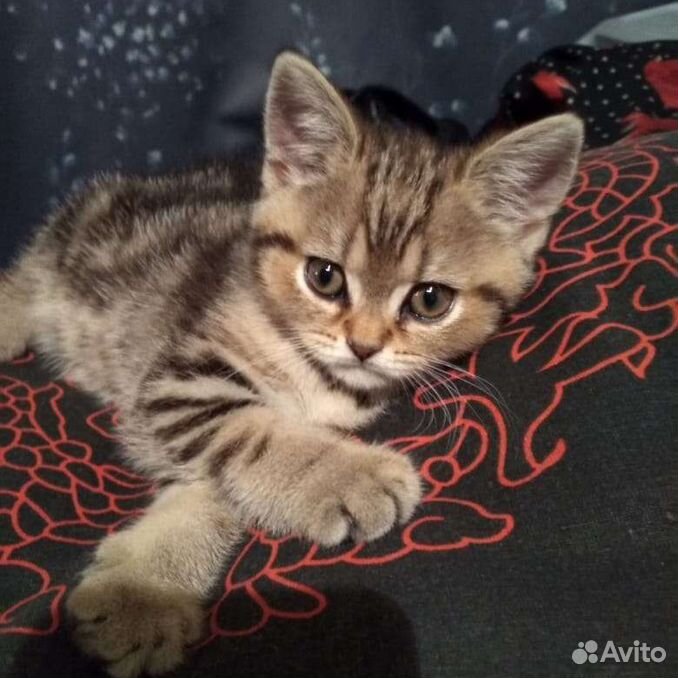 1 Британская кошечка, редкий окрас