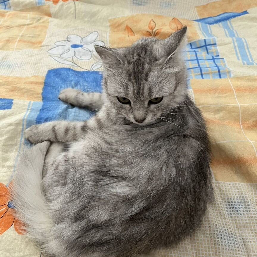 Кошка породы: Павлина