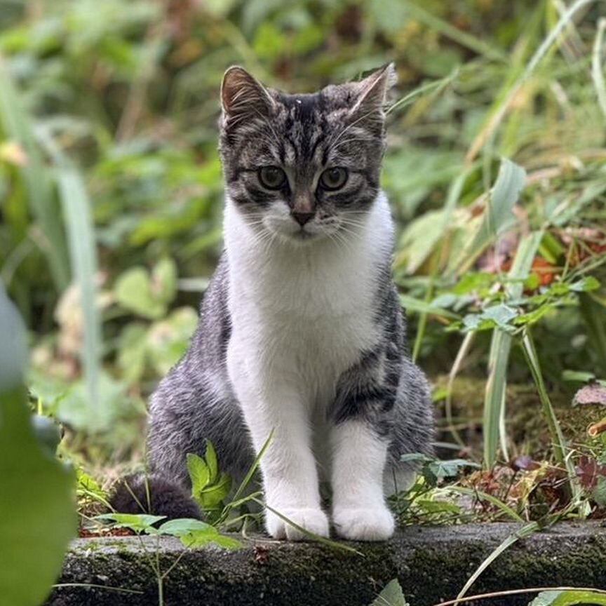 Котенок