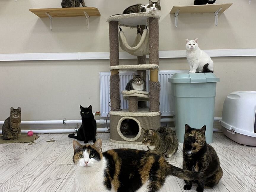 Кошки в приюте ждут своих людей
