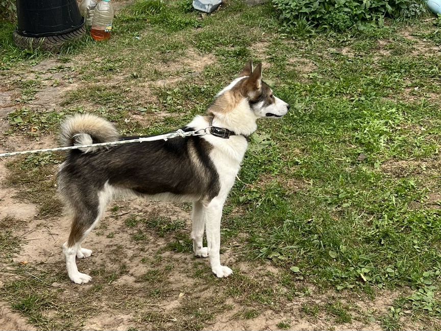 Продаю лайку зсл сука