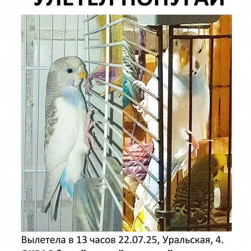 Улетел волнистый попугай