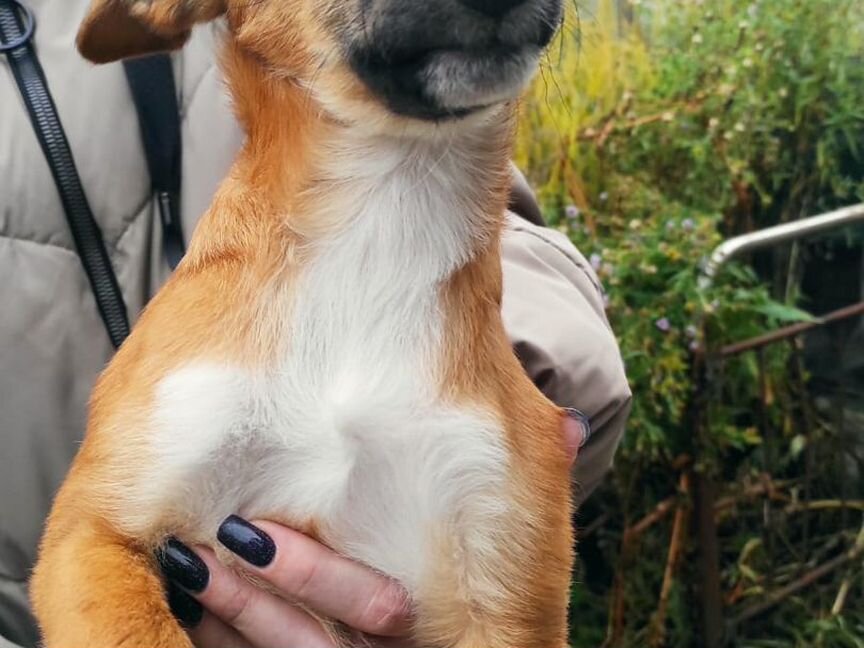 Щенки не крупные вырастут