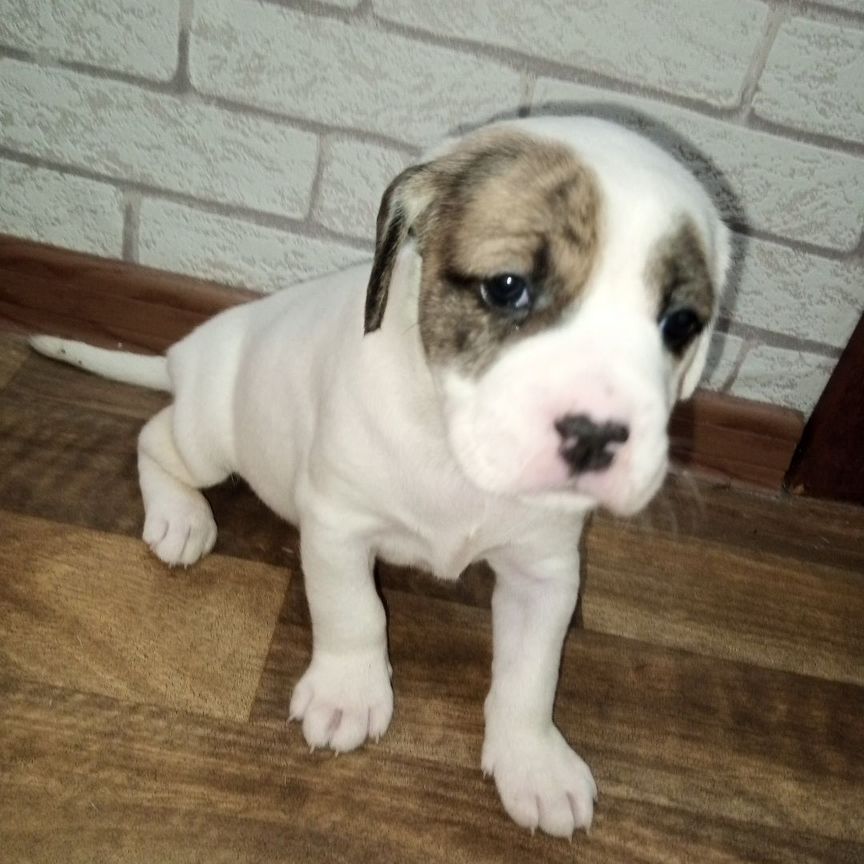 Отдам в добрые руки