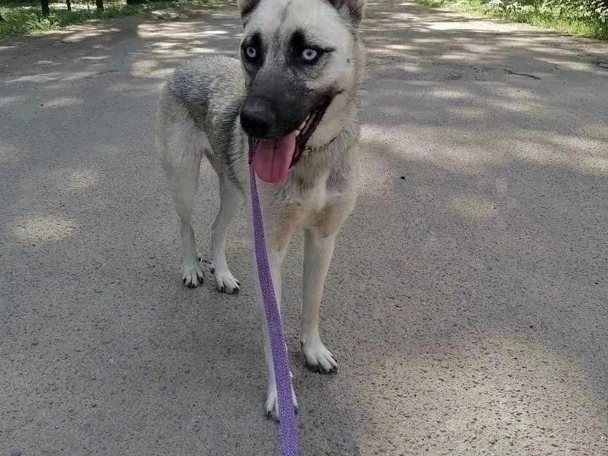 Собака Варвара в хорошую семью бесплатно