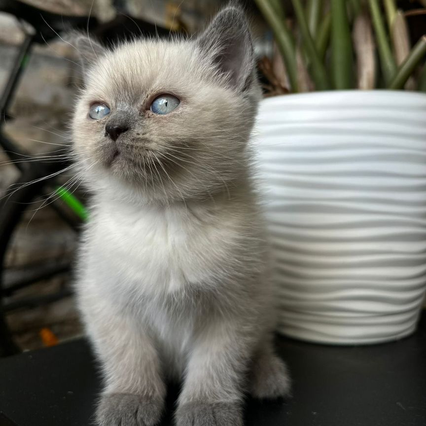 Британские котята короткошерстные серые
