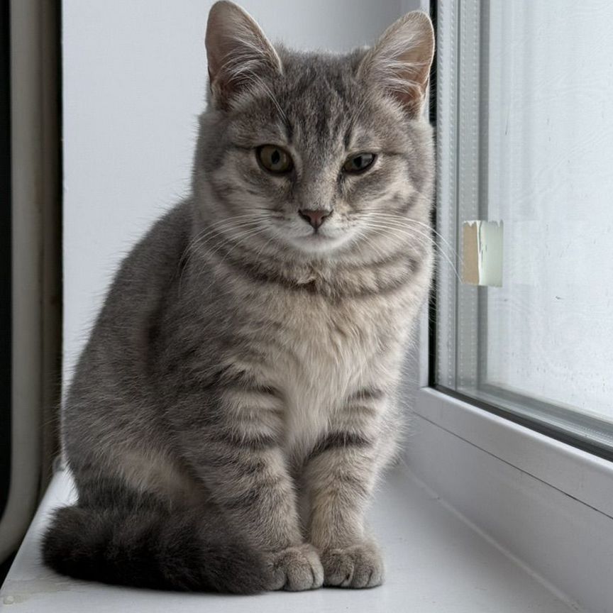 Сибирский котёнок